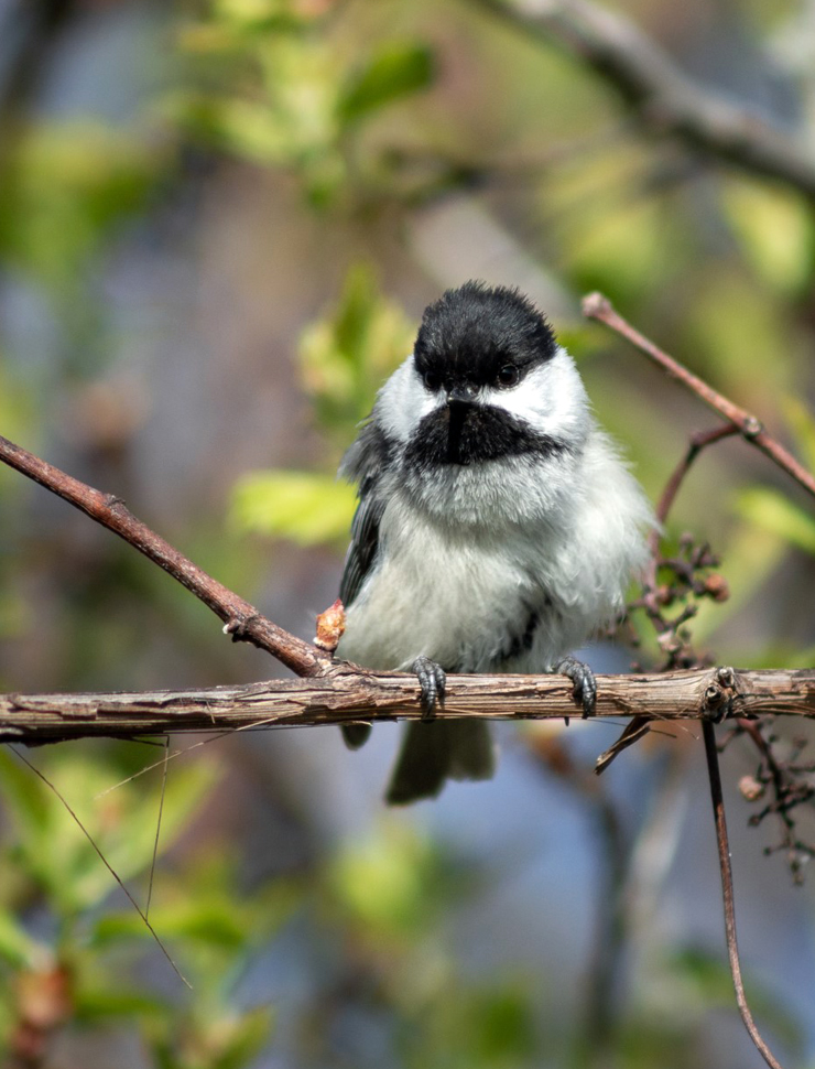 The Great Backyard Bird Count runs this weekend, and is open to ...
