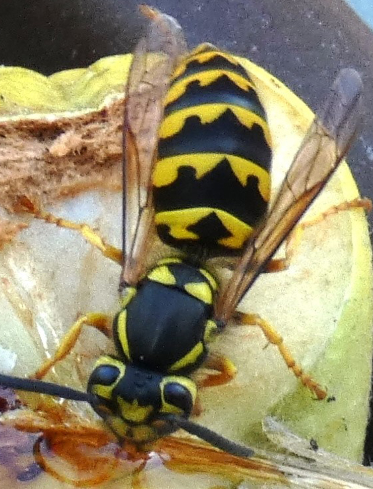 It's feeling extra waspy these days, yellow jackets are looking for ...