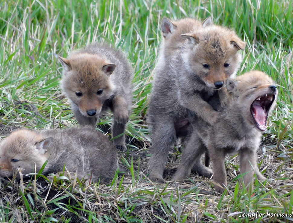 Photographer's adventure with bald eagles and playful coyote pups ...