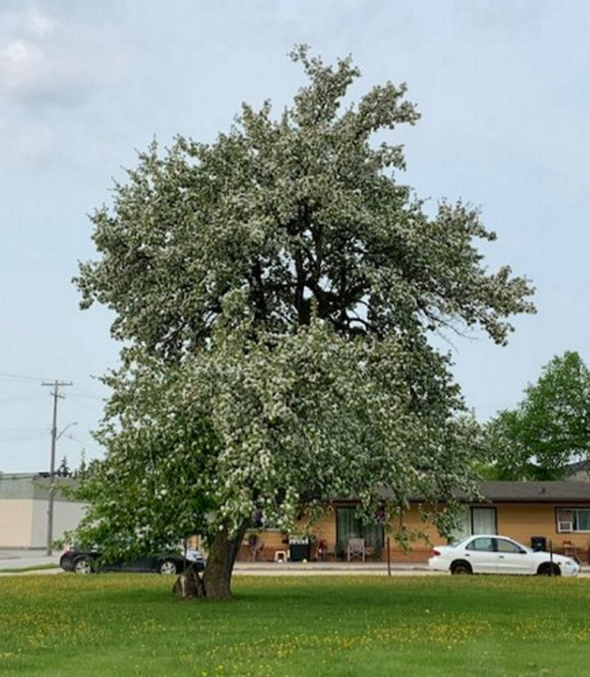 Jac Siemens points out 9 historic and beautiful trees in Steinbach ...