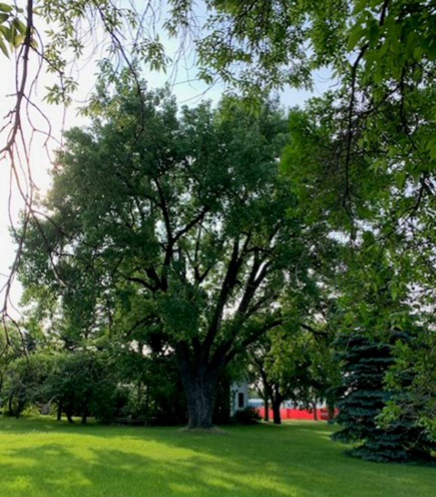 Jac Siemens points out 9 historic and beautiful trees in Steinbach ...