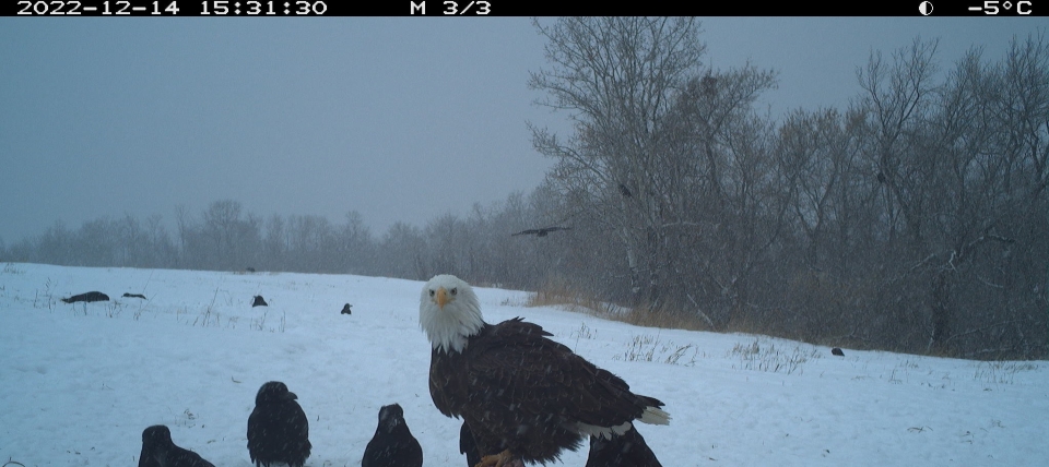 Sask. hunter's survey: Studying post-hunt ecosystem - WestCentralOnline ...