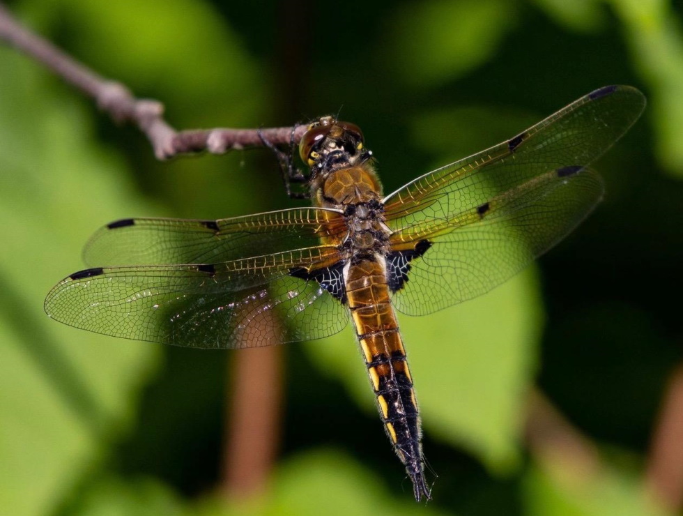 Swarming dragonflies bring their free air show to Southern Manitoba ...