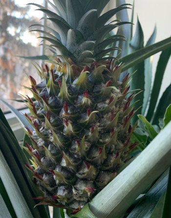 Sweet success! Moose Jaw teacher grows pineapples in classroom ...