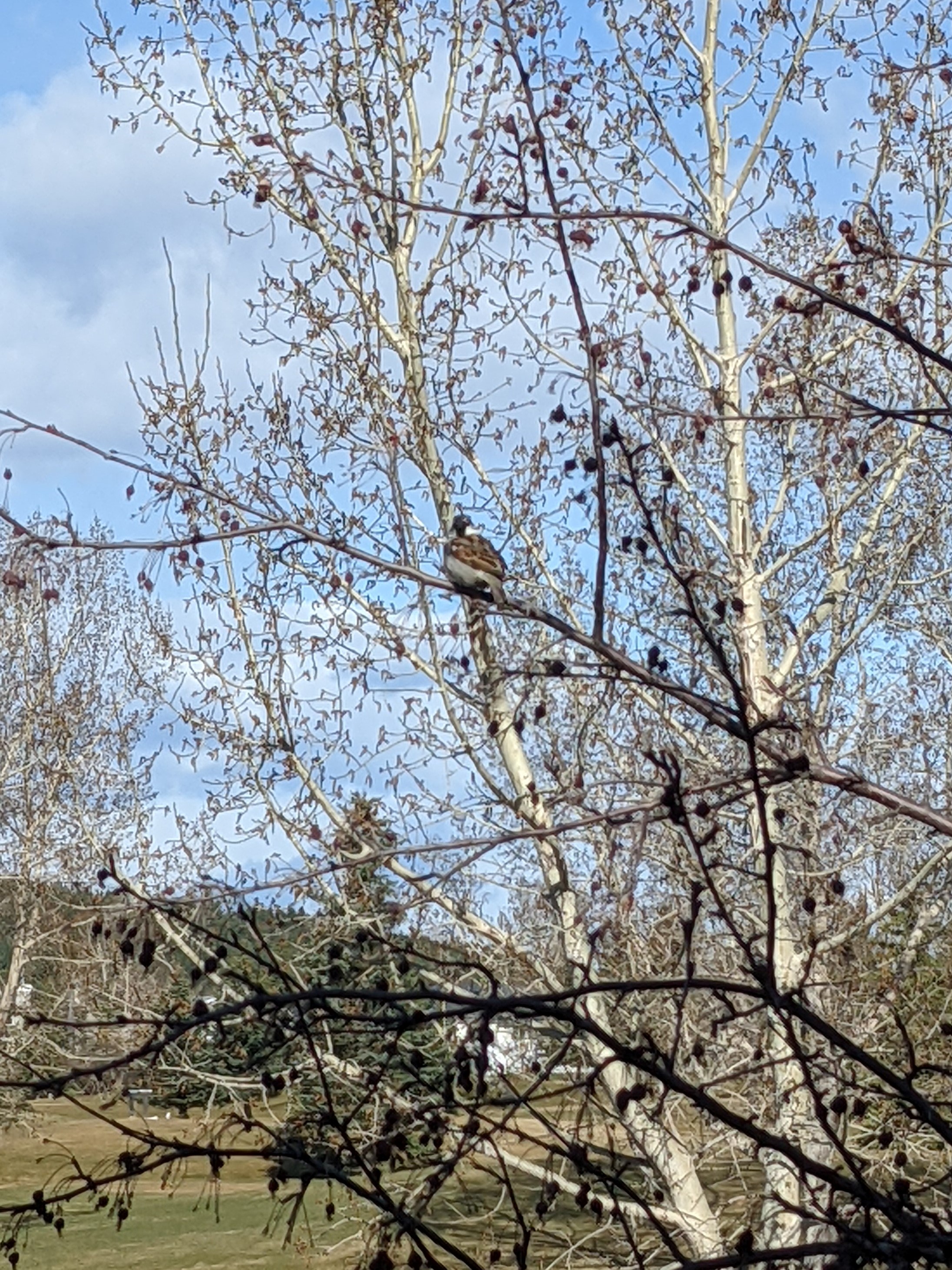 The Great Backyard Bird Count takes flight today in Cochrane ...