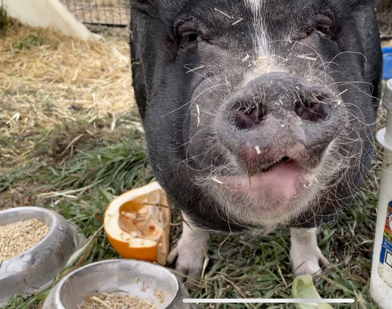 These adorable pigs need a new home - DiscoverAirdrie.com - Local News ...