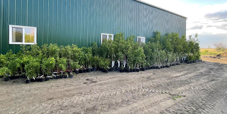 Planting project at Nickle Lake will keep future generations in the ...